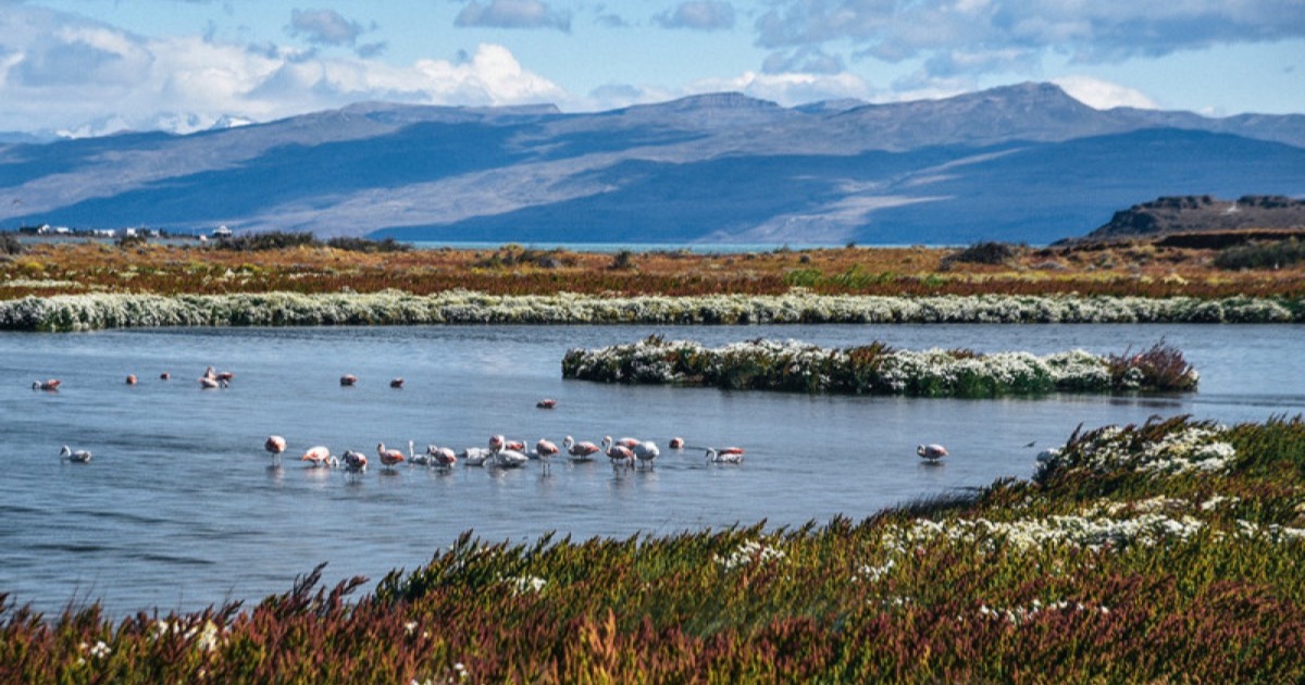 Laguna Nimez El Calafate 2026: Complete Guide | Calafate Tours